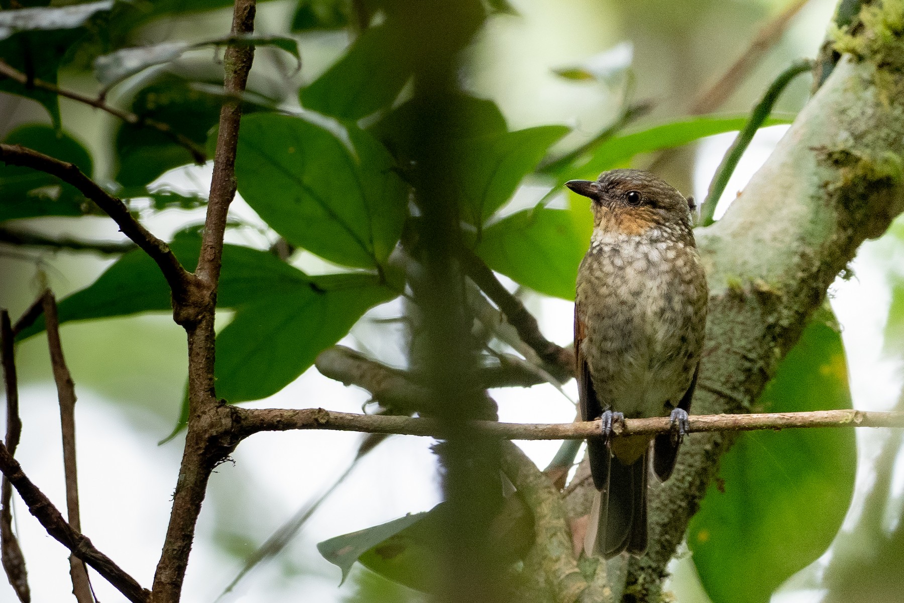 Mottled Berryhunter - eBird