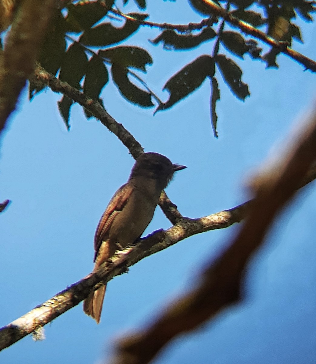 eBird Checklist - 5 Aug 2020 - São Paulo--Parque Natural Municipal ...