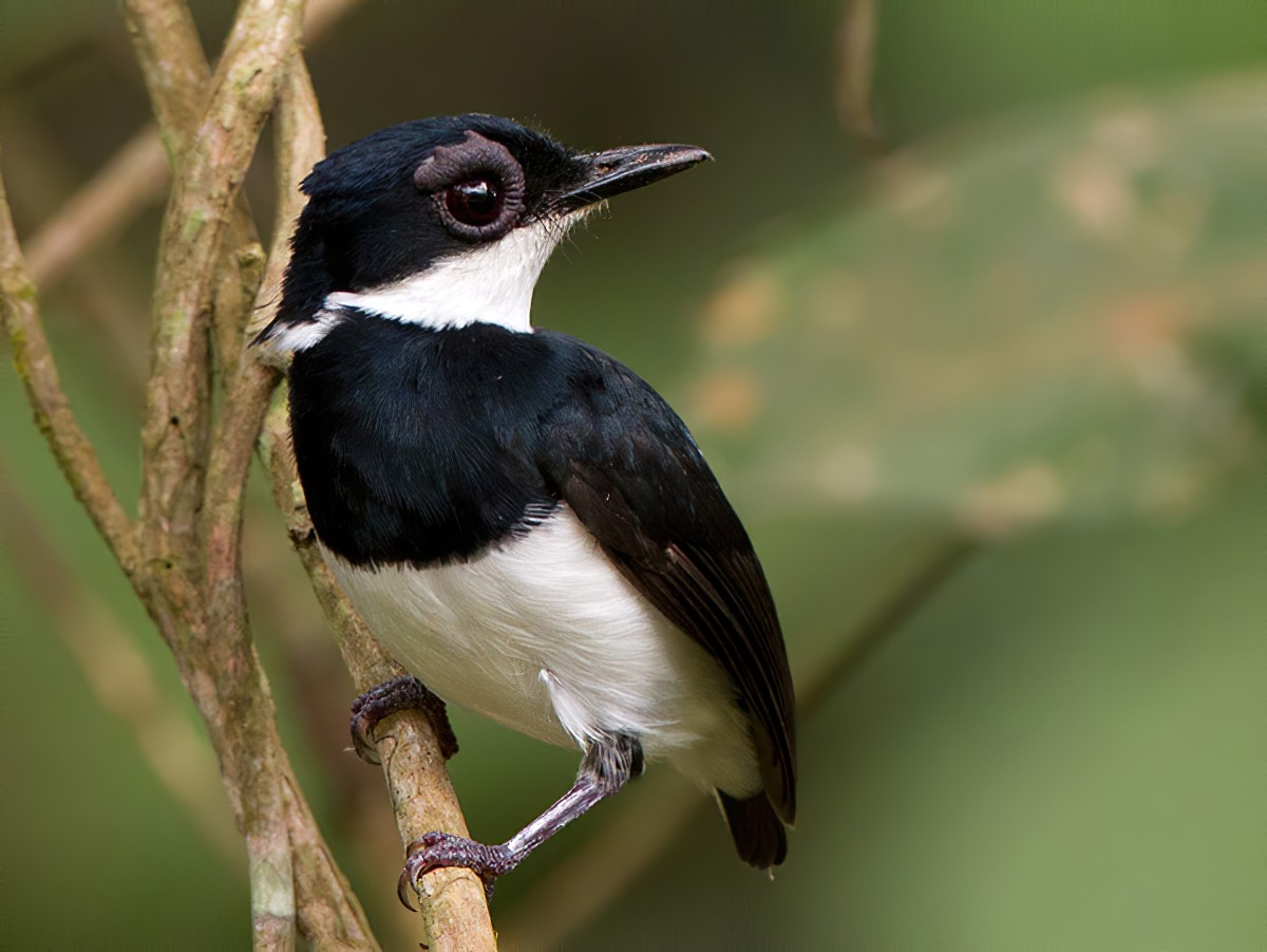 Chestnut Wattle-eye - eBird
