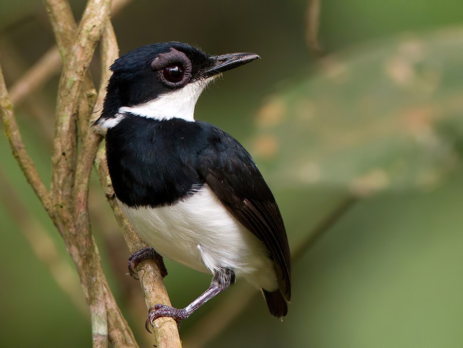 Chestnut Wattle-eye - eBird