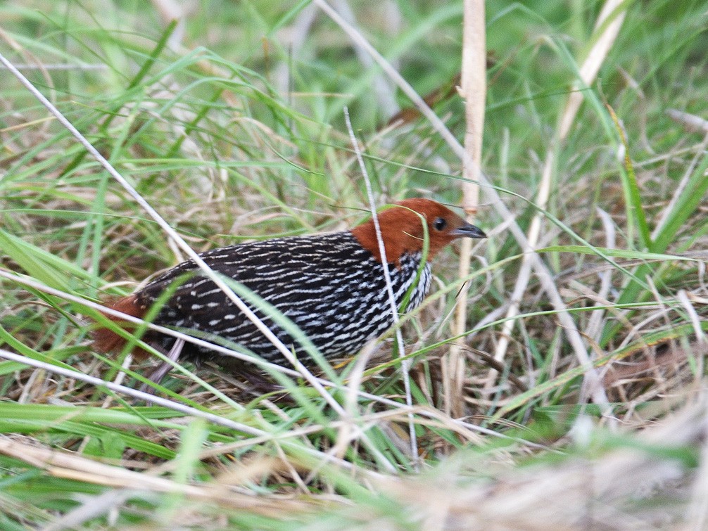 Striped Flufftail - eBird