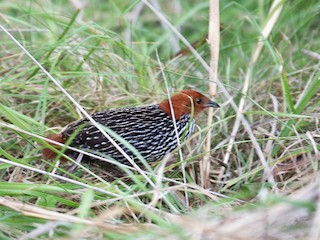 Striped Flufftail - eBird