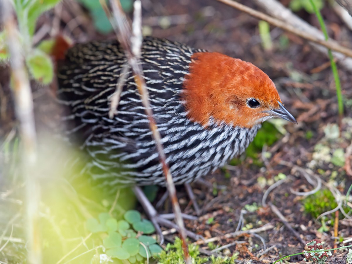 Striped Flufftail - Sarothrura affinis - Birds of the World