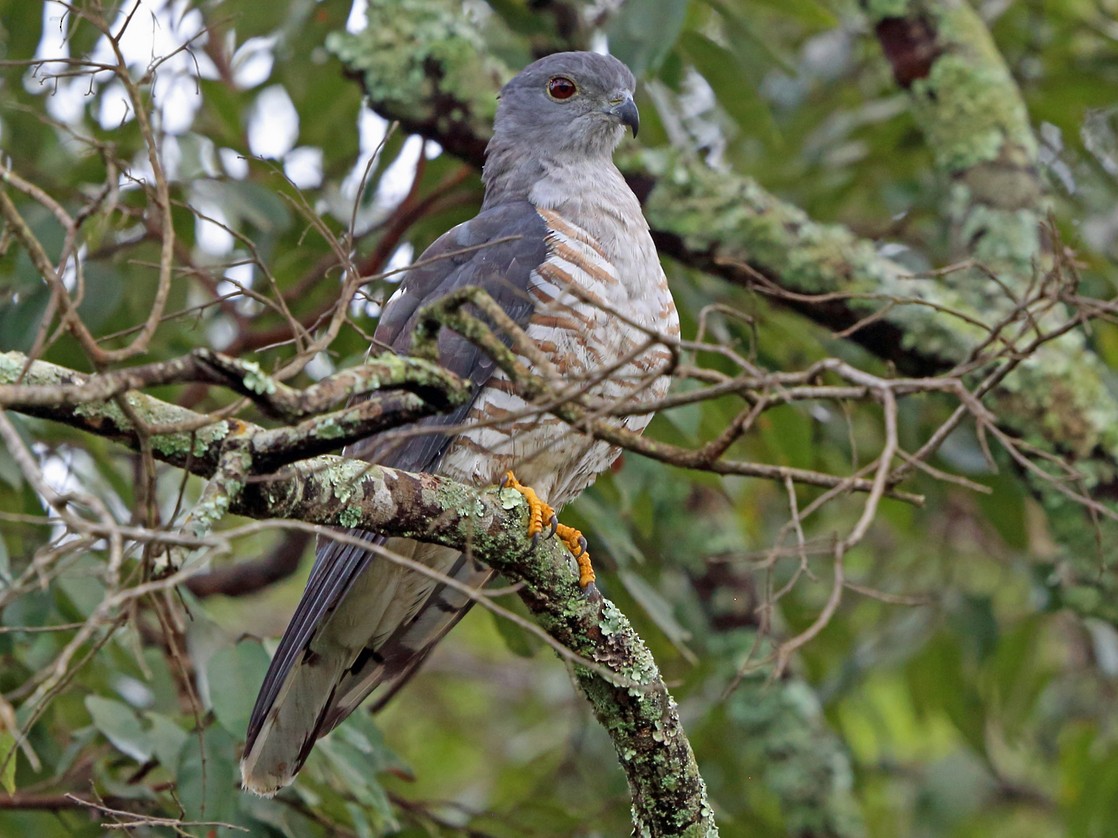 African Cuckoo-Hawk - eBird