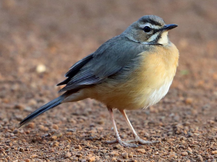 Miombo Scrub-Robin - eBird