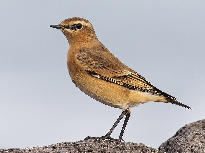 Northern Wheatear - eBird