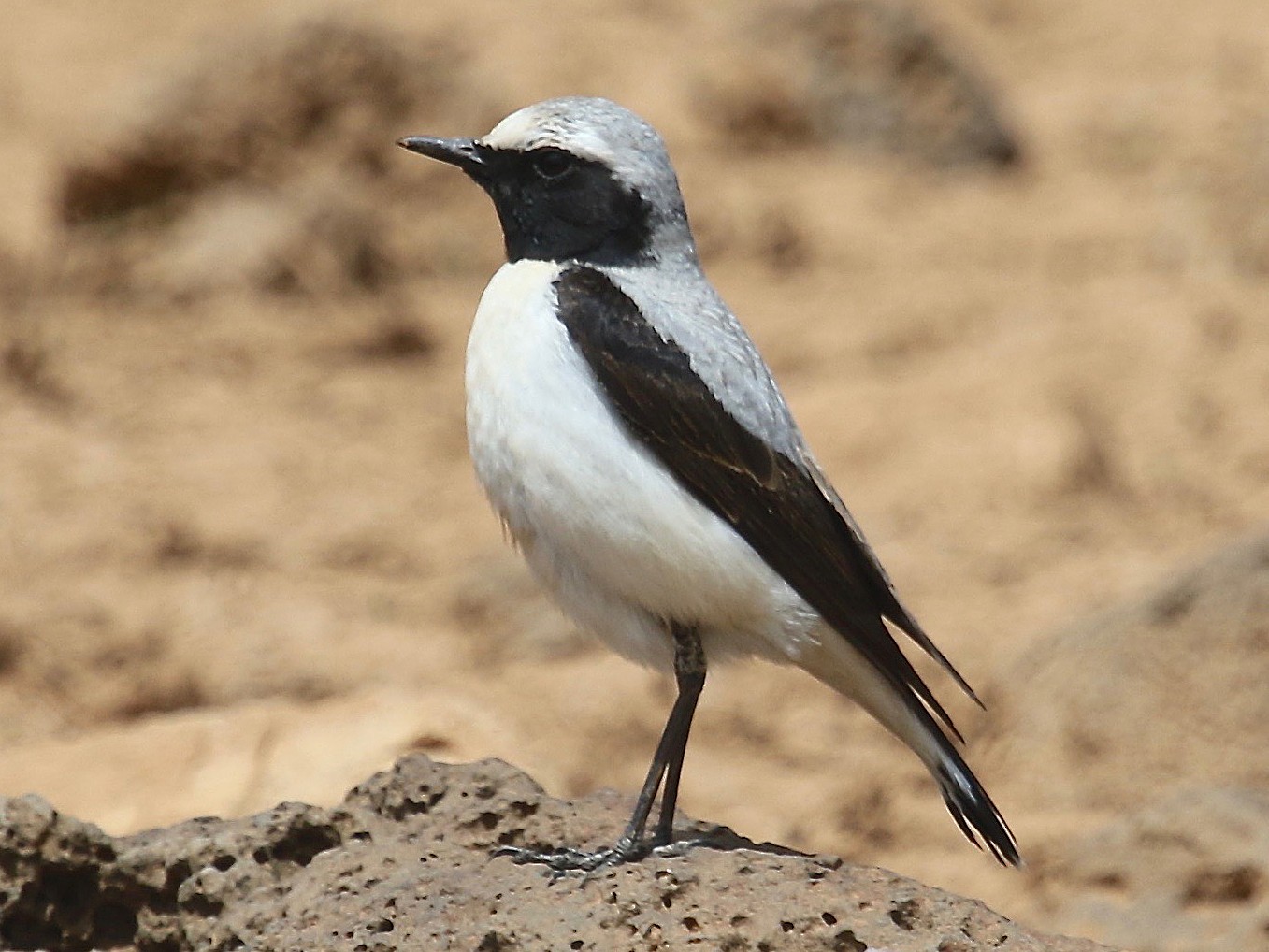 Northern Wheatear - eBird