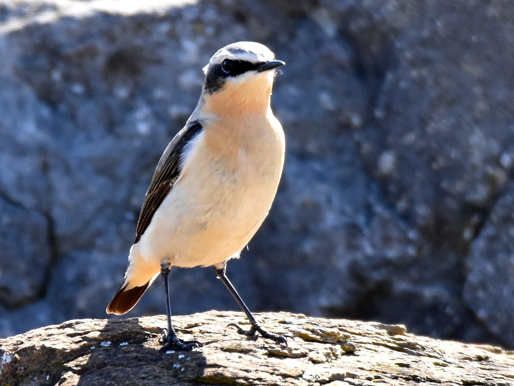 Northern Wheatear - eBird