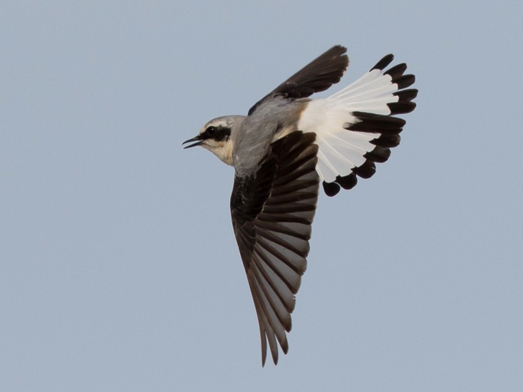 Northern Wheatear - eBird
