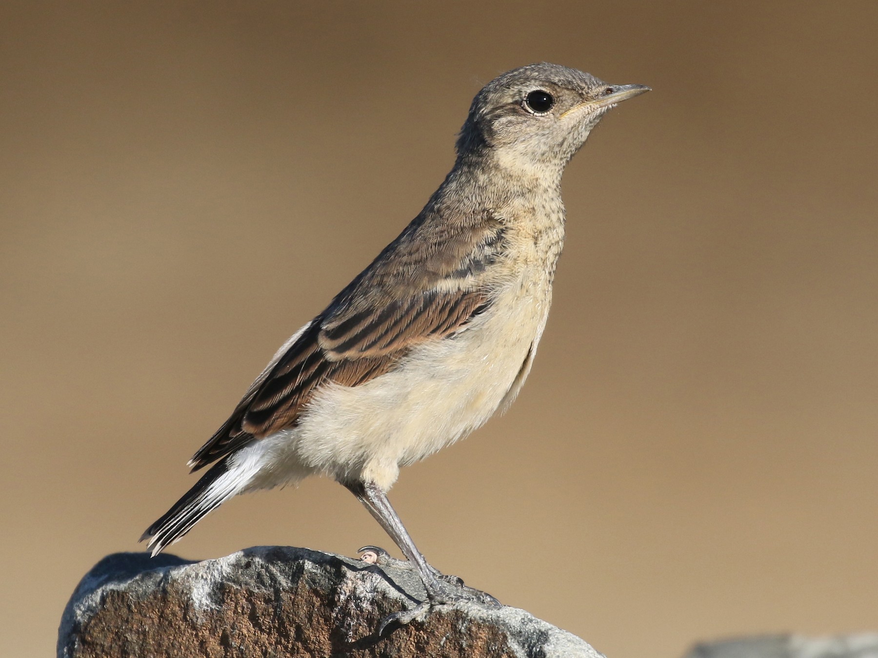 Northern Wheatear - eBird
