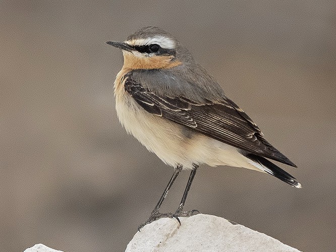 Northern Wheatear - eBird