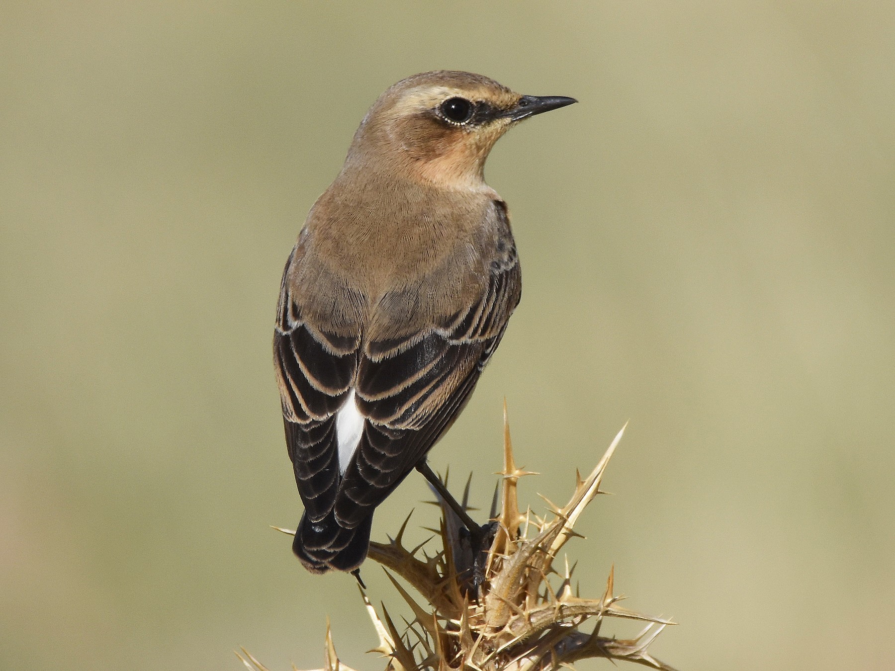 Northern Wheatear - eBird