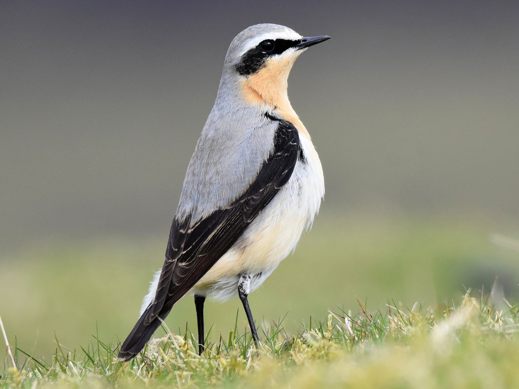 Northern Wheatear - eBird