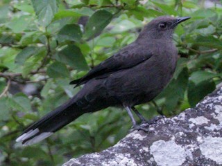 Boulder Chat - eBird