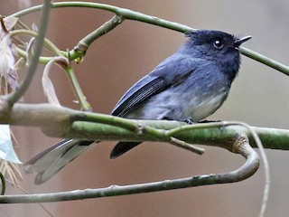 White-tailed Crested Flycatcher - eBird