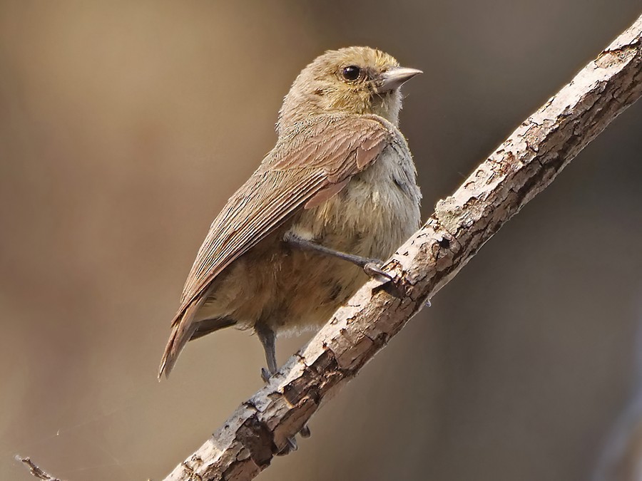 African Penduline-Tit - eBird