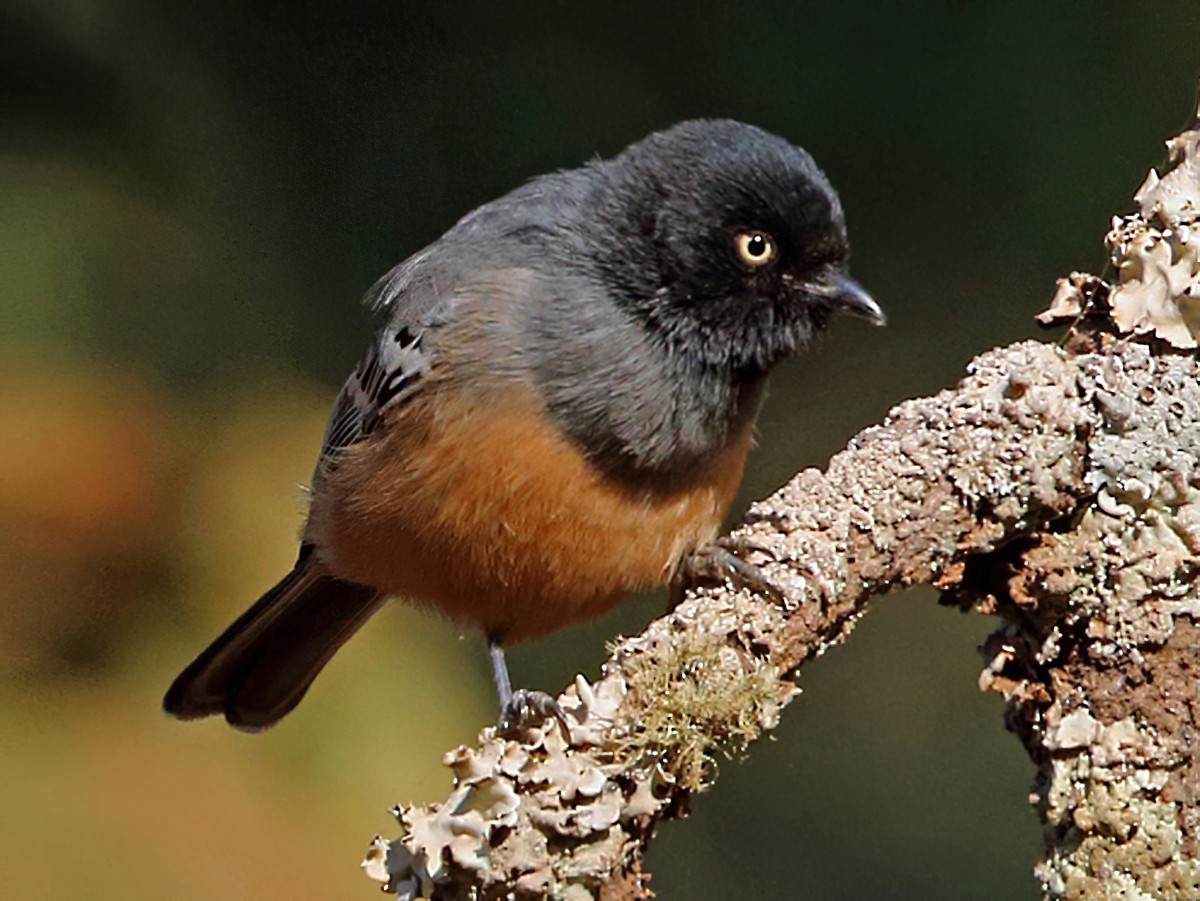 Rufous-bellied Tit - eBird