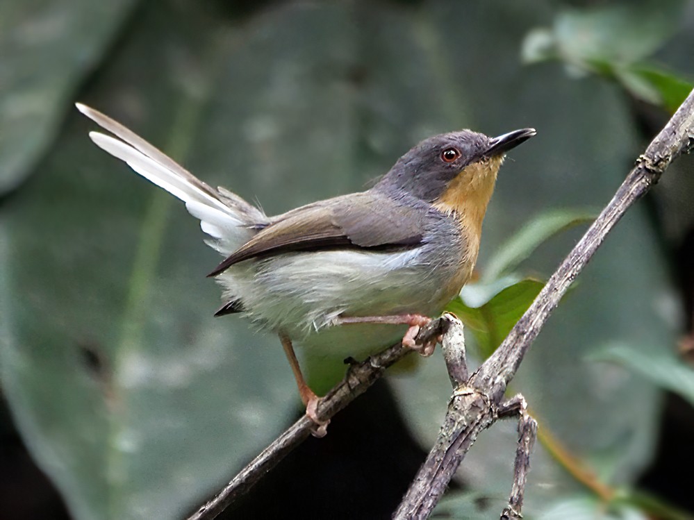Buff-throated Apalis - eBird