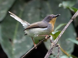 Buff-throated Apalis - eBird