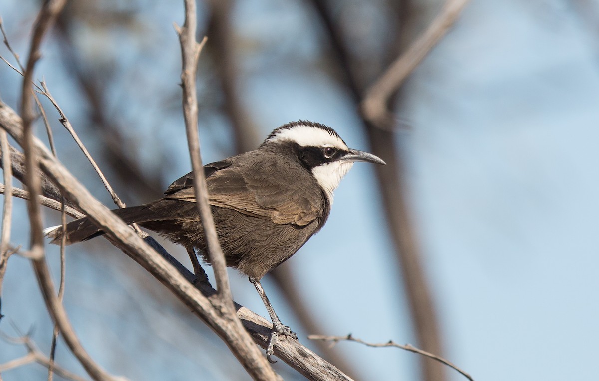 ML254351691 Hall's Babbler Macaulay Library