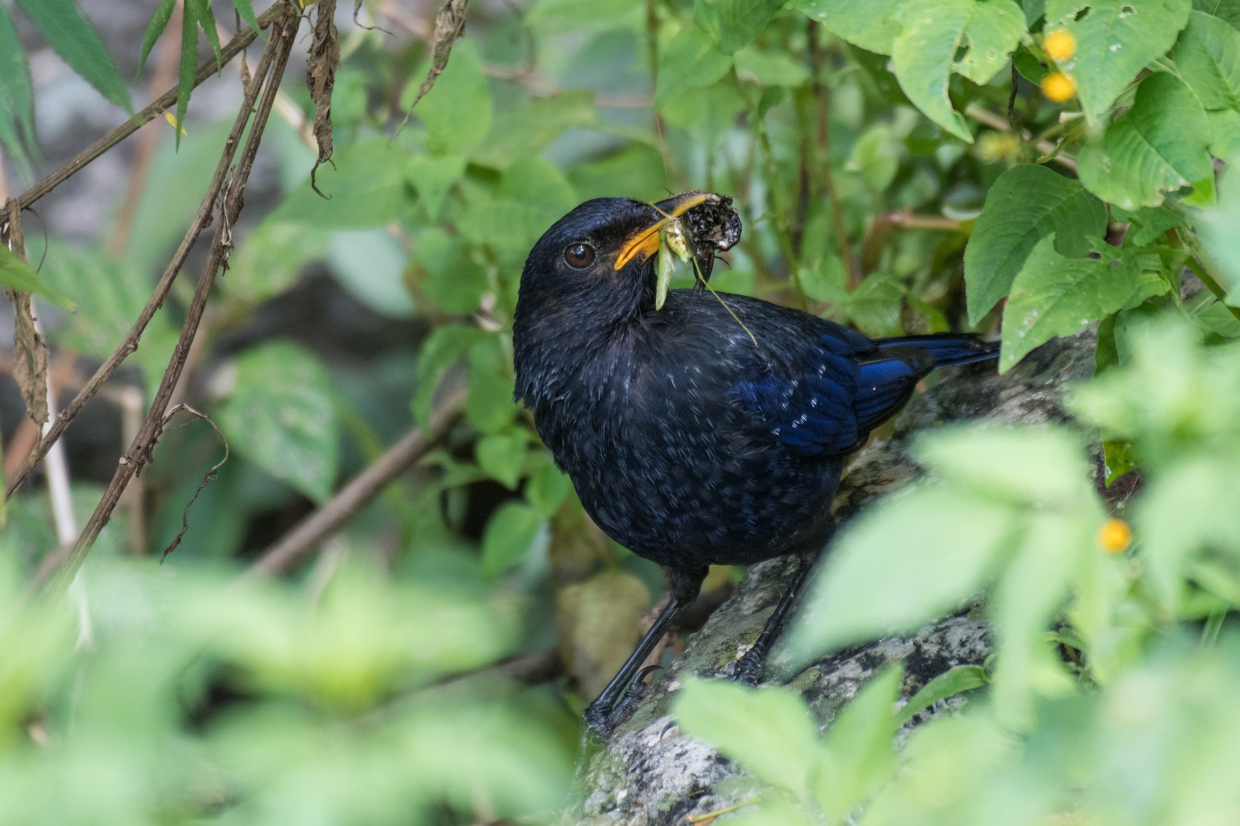 นกเอี้ยงถ้ำ (ปากเหลือง) - eBird