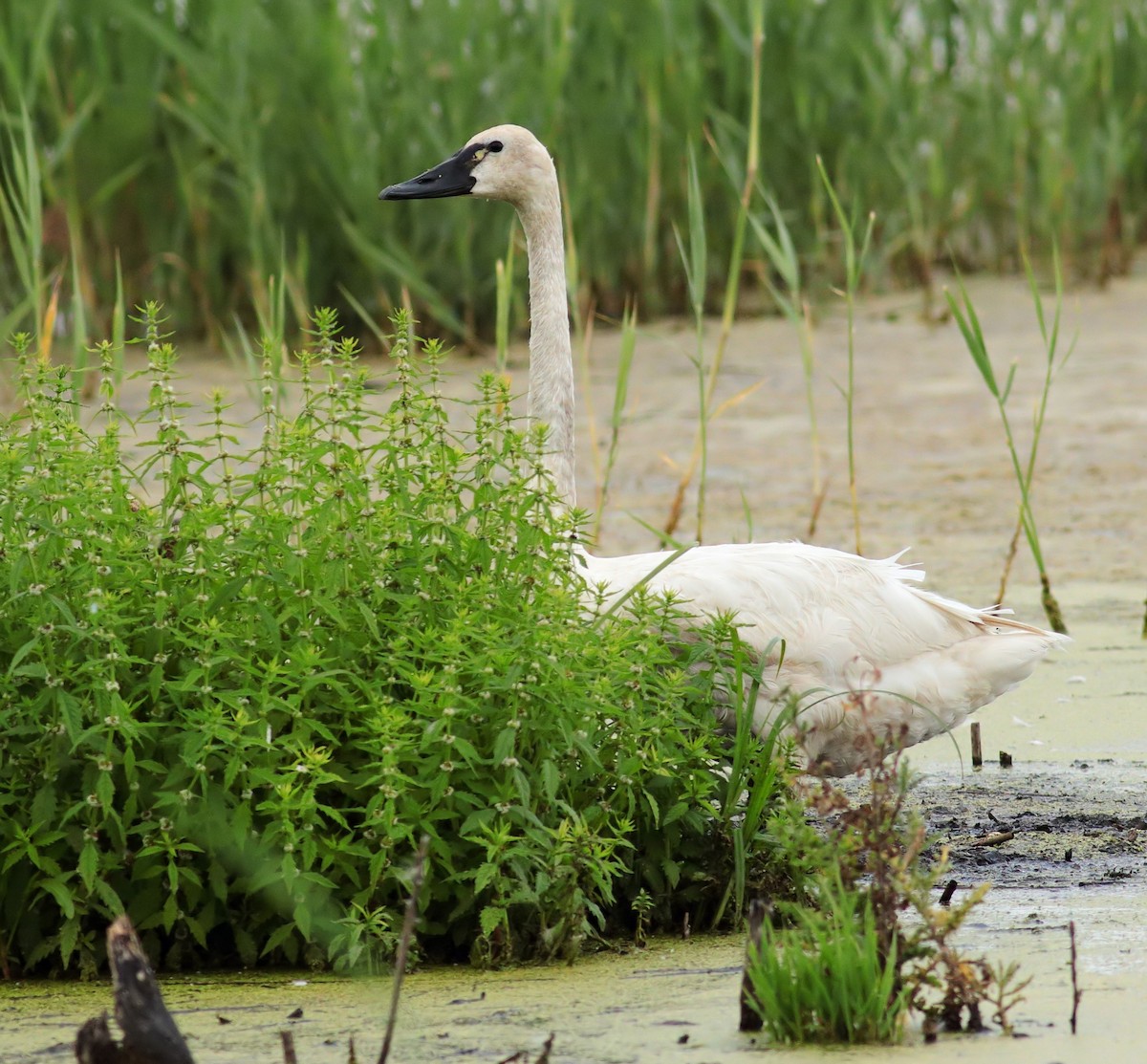 eBird Checklist - 8 Aug 2020 - Fish Point SWA - 1 species