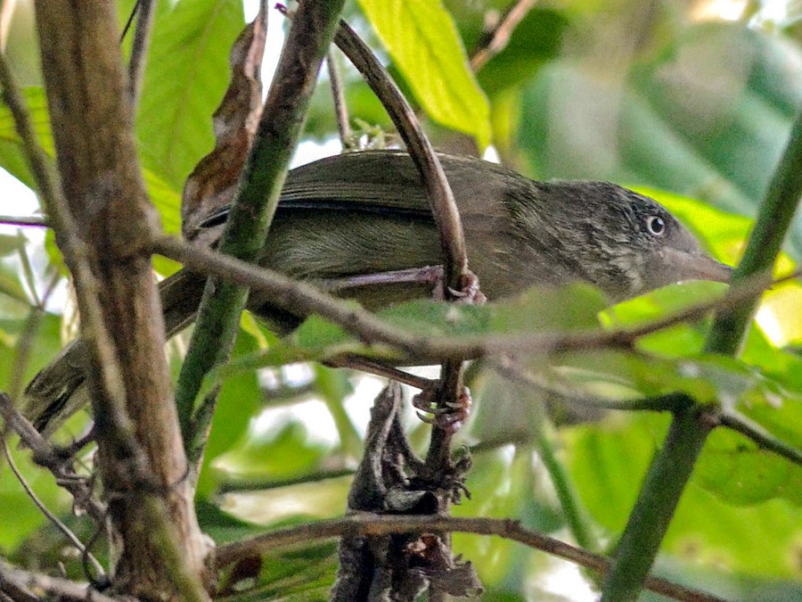 Kretschmer's Longbill - eBird