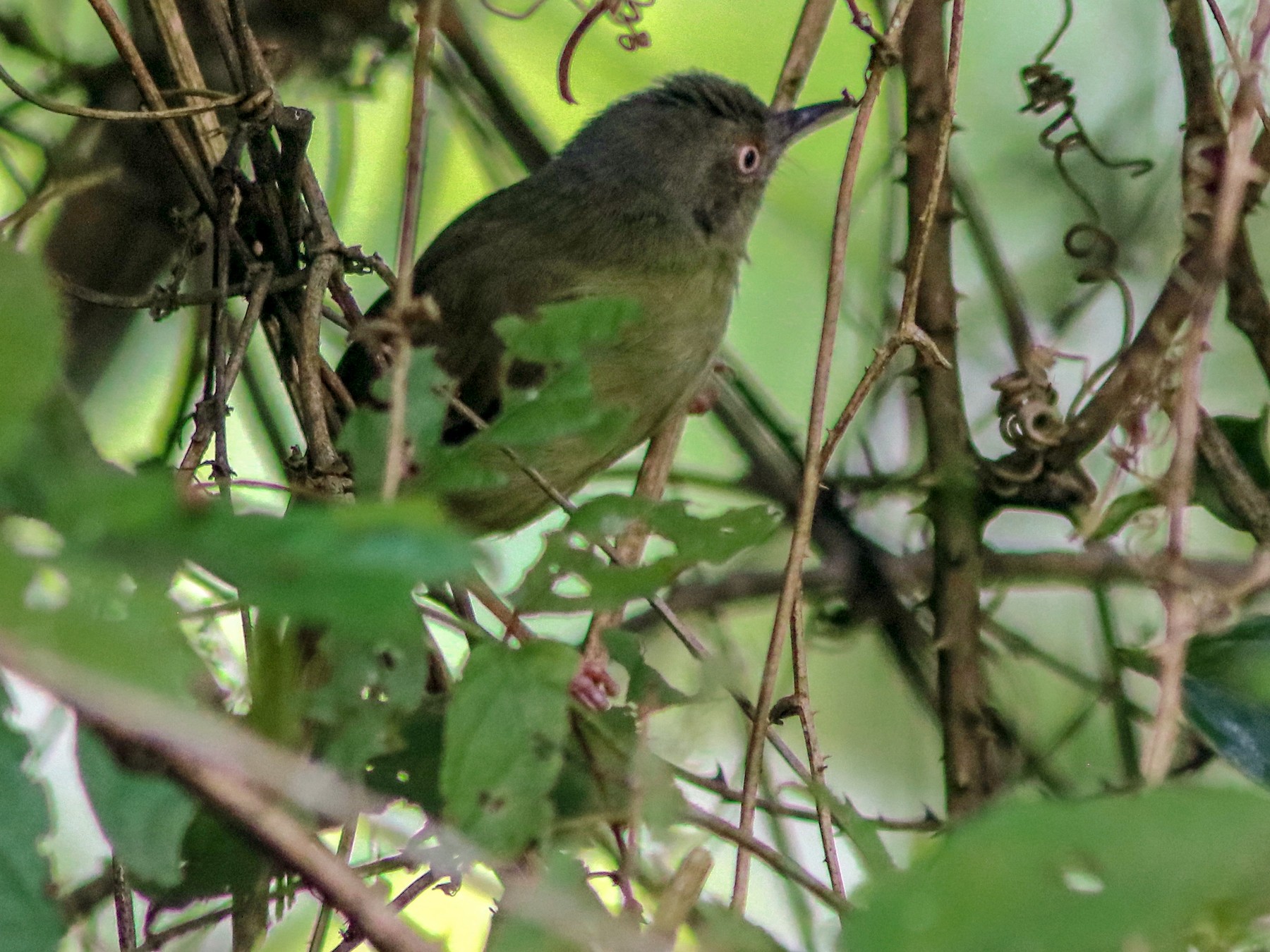Kretschmer's longbill - eBird
