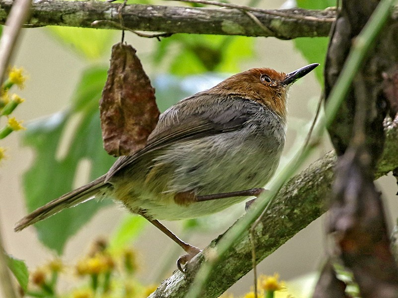 Sastrecillo africano - eBird