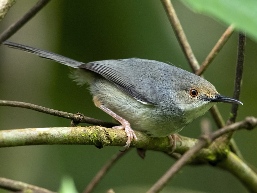Long-billed Tailorbird - eBird