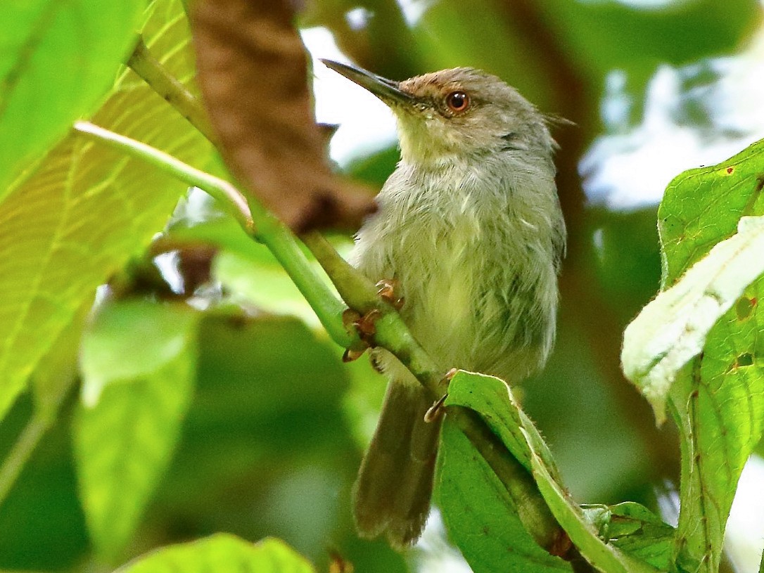 Sastrecillo de Moreau - eBird