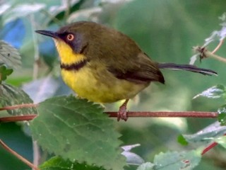 Yellow-throated Apalis - eBird