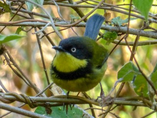 Yellow-throated Apalis - eBird