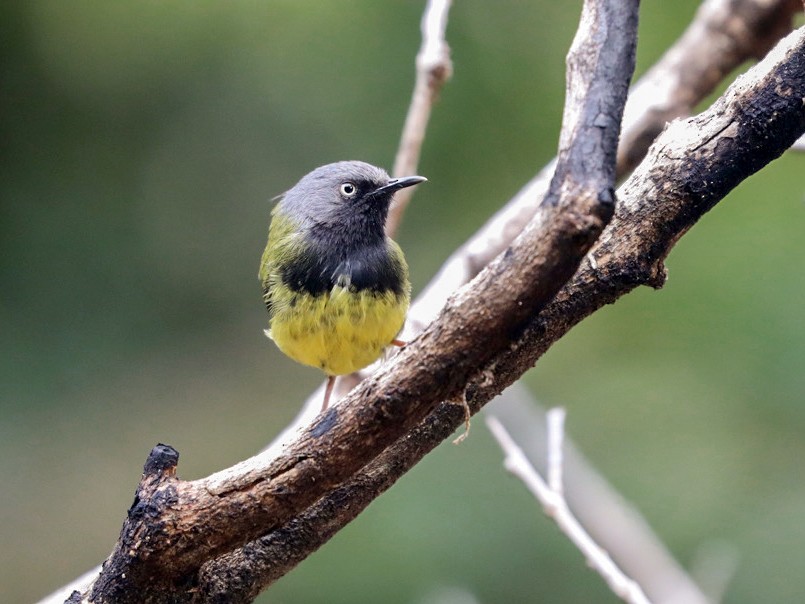 Namuli Apalis - eBird