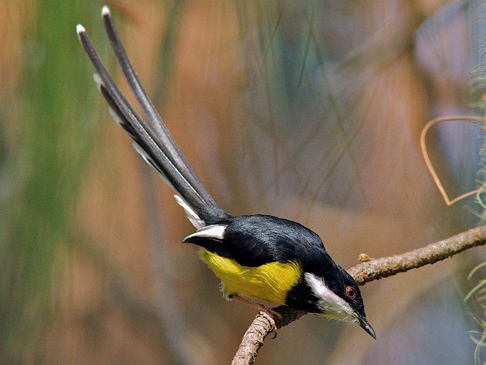 White-winged Apalis - eBird