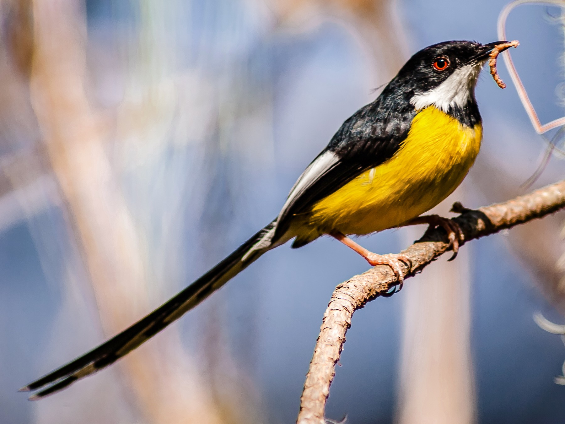 White-winged Apalis - eBird