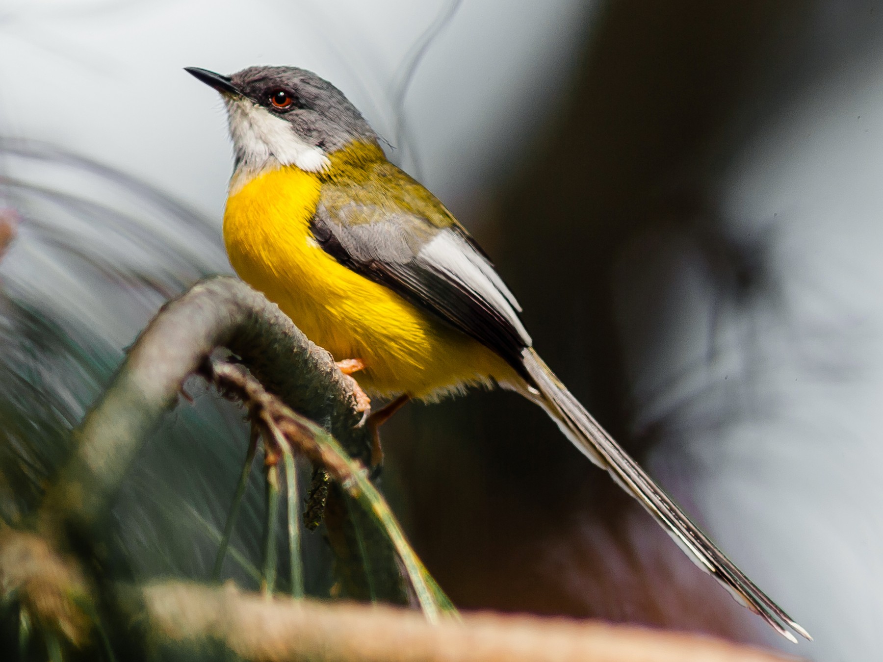 White-winged Apalis - eBird