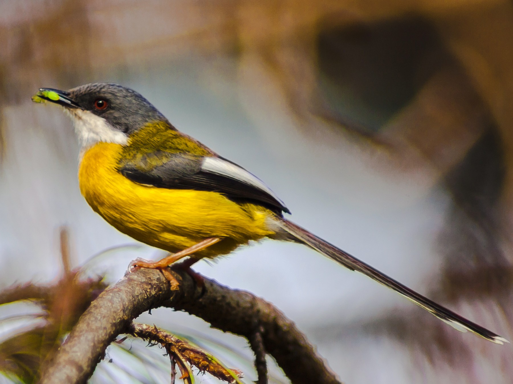 White-winged Apalis - eBird