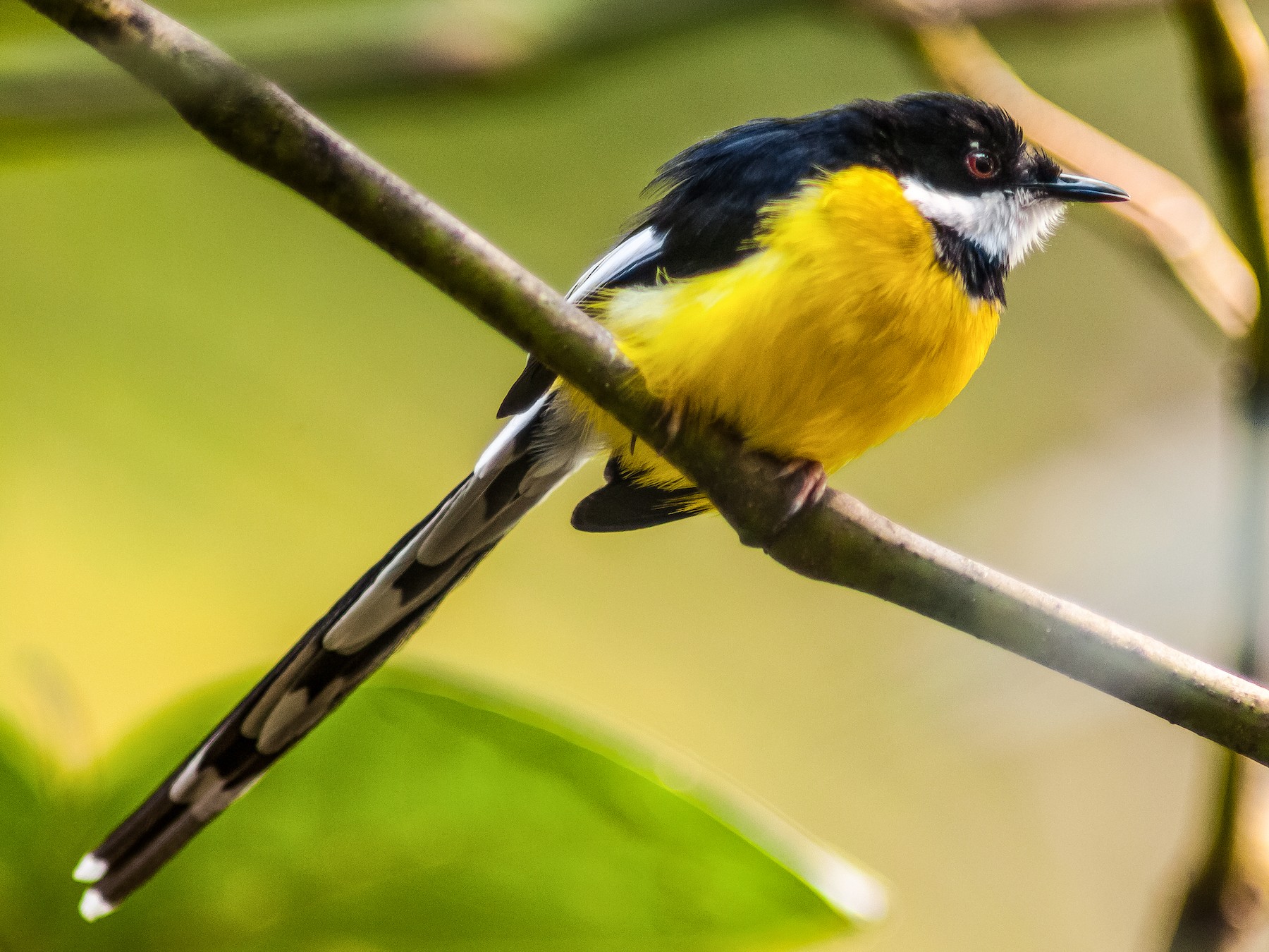 White-winged Apalis - eBird
