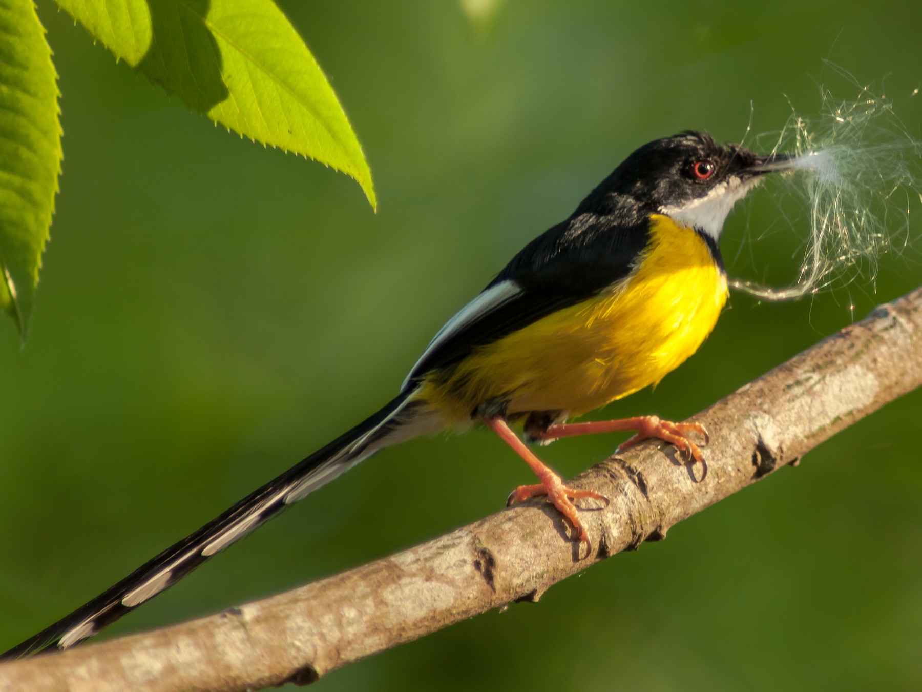 White-winged Apalis - eBird