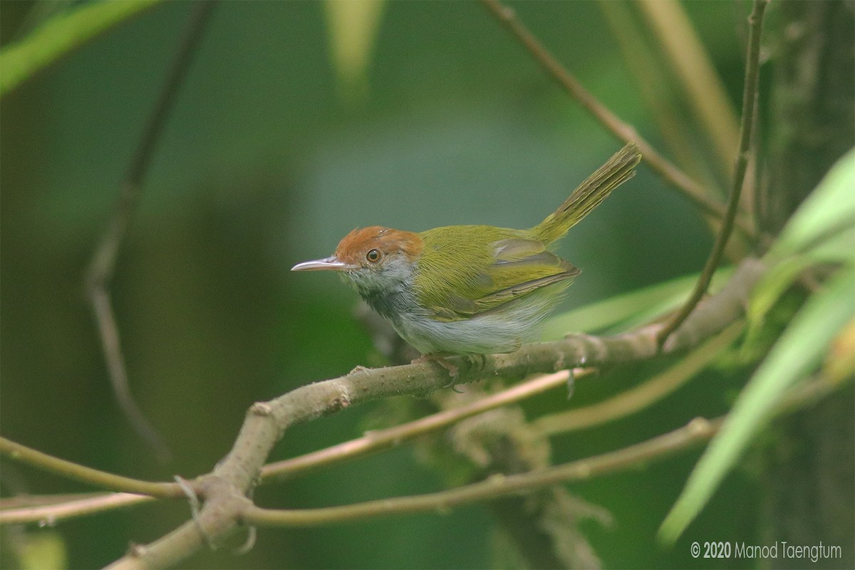 eBird Checklist - 8 Aug 2020 - Mae Wong NP--Chong Yen (upper campsite ...