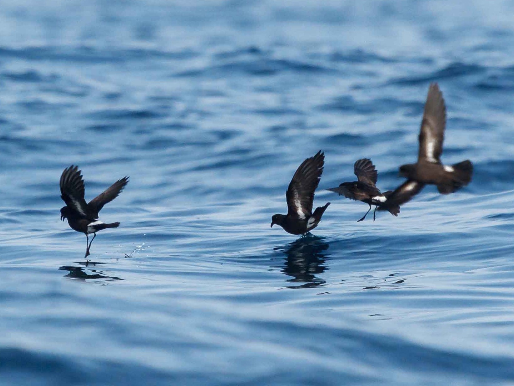 Océanite tempête - eBird