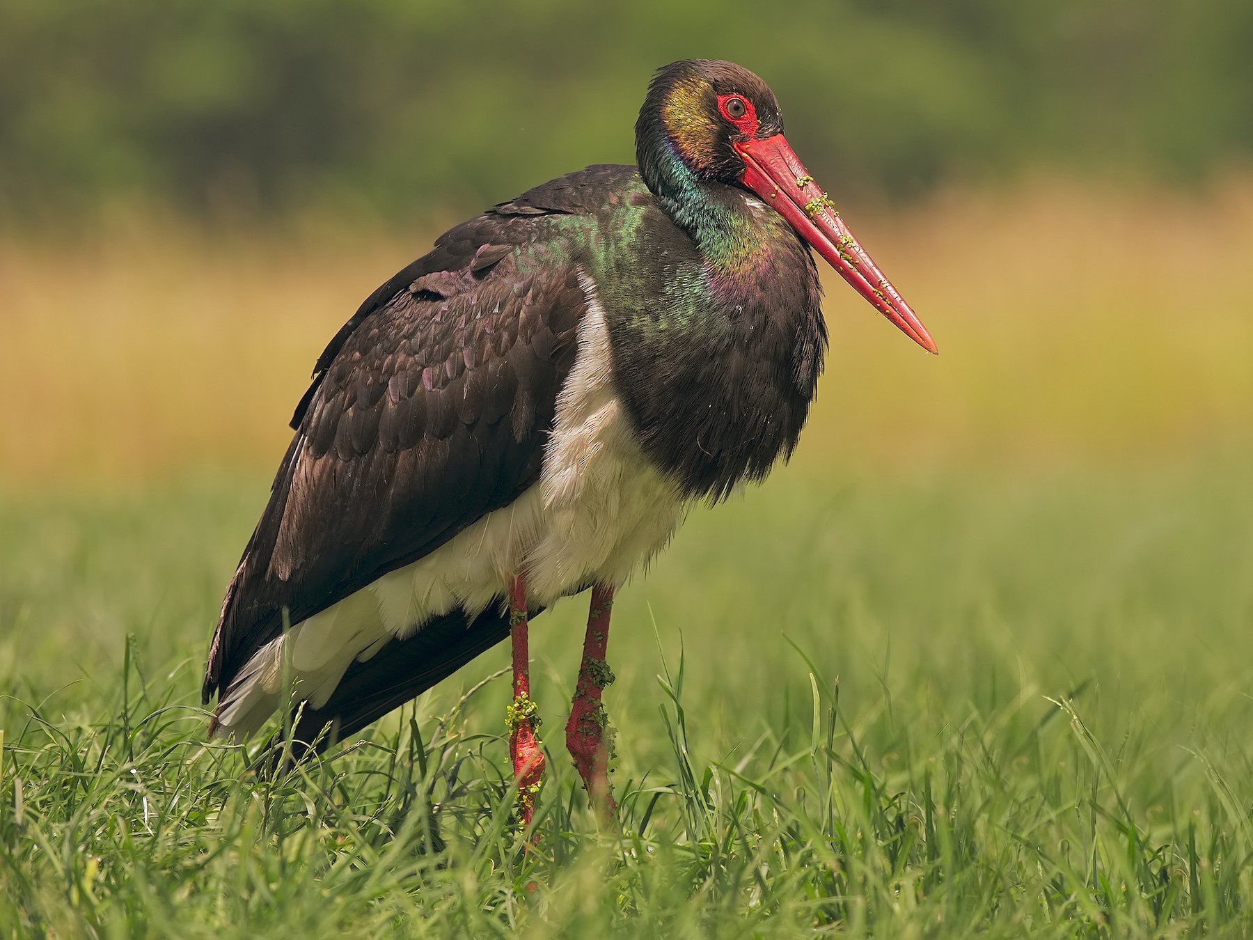 Black Stork - eBird