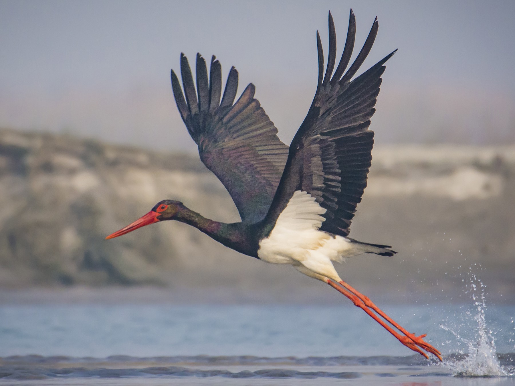 Black Stork Bird