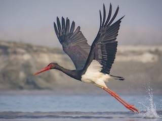 Black Stork - eBird