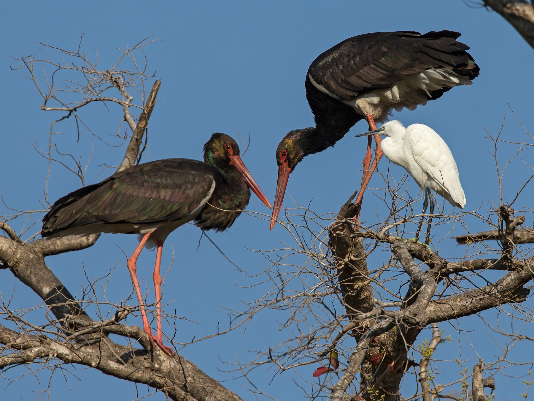 Black Stork - eBird