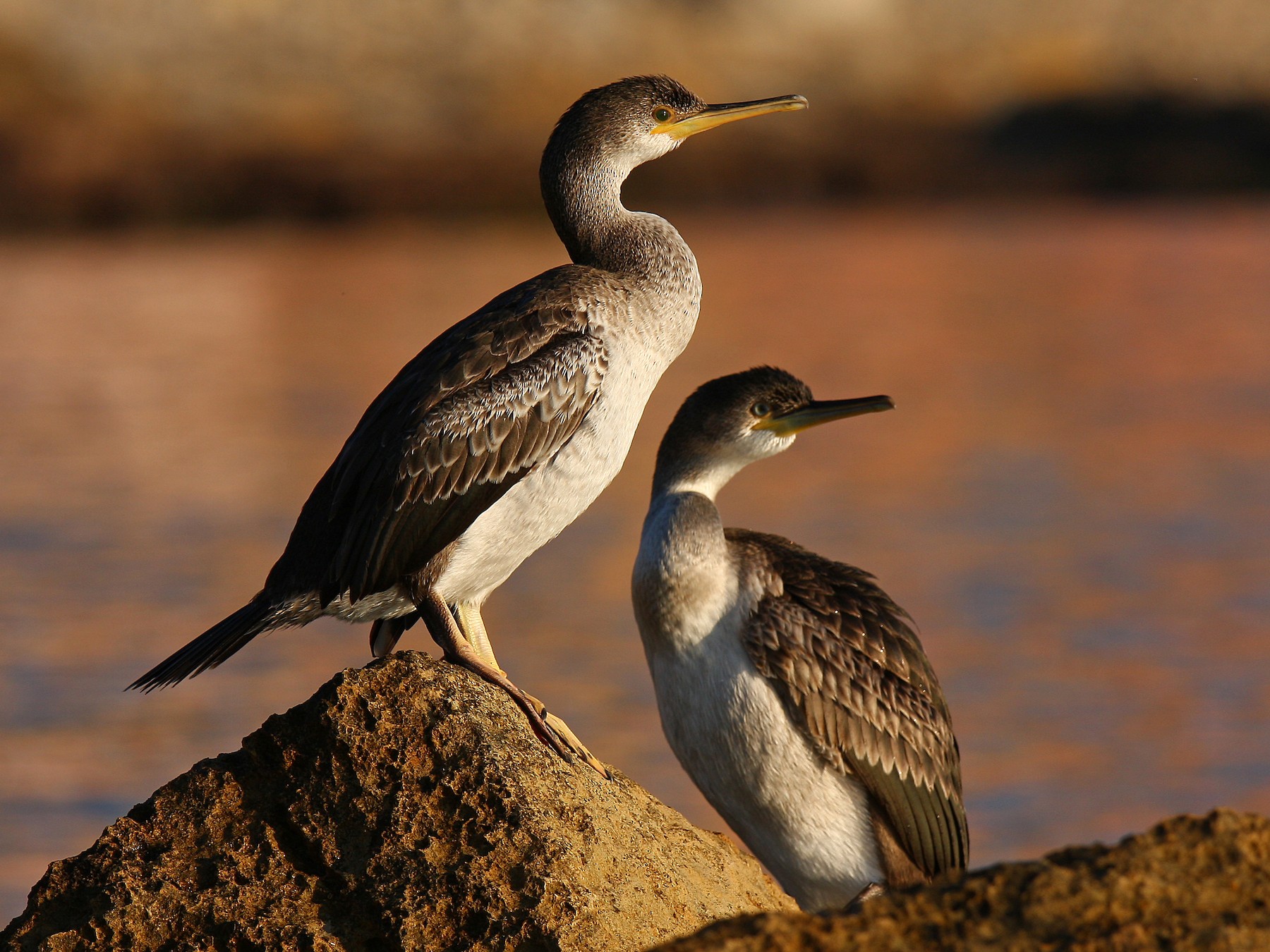 European Shag - eBird