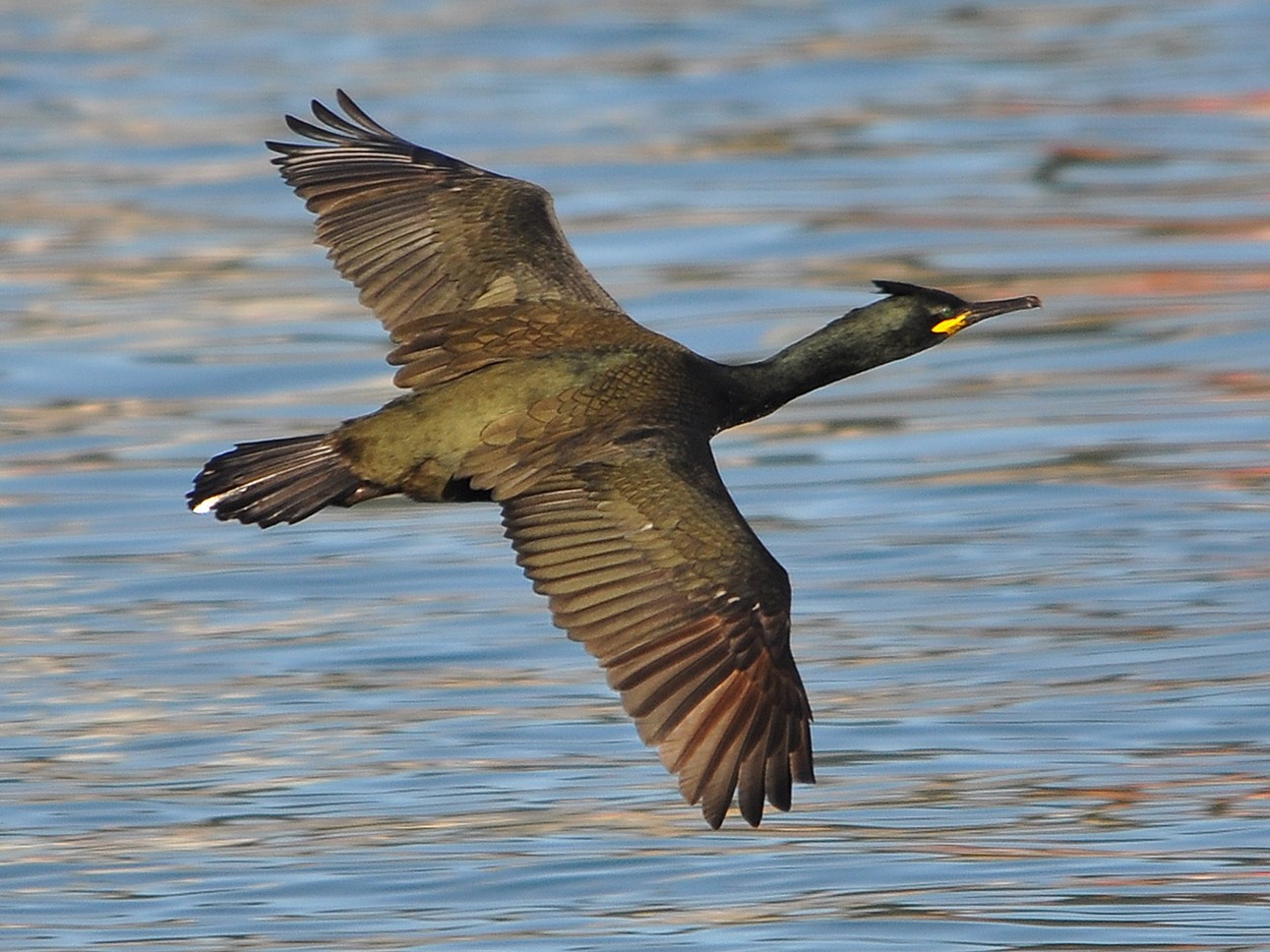 European Shag - eBird