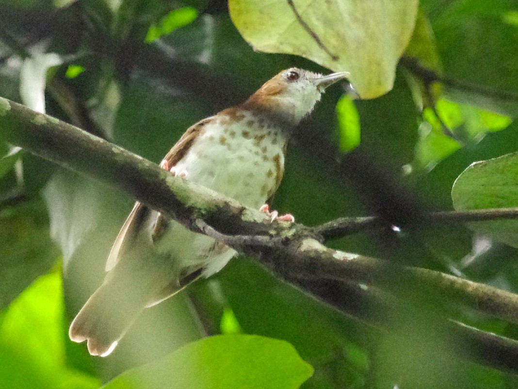 Thrush Babbler - eBird