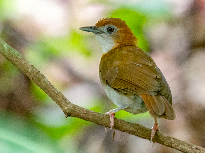 Spotted Thrush-Babbler - eBird